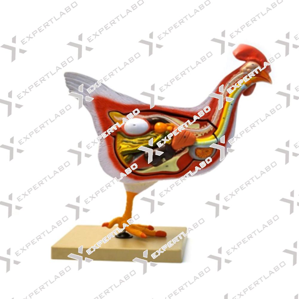 Hen Dissection Model